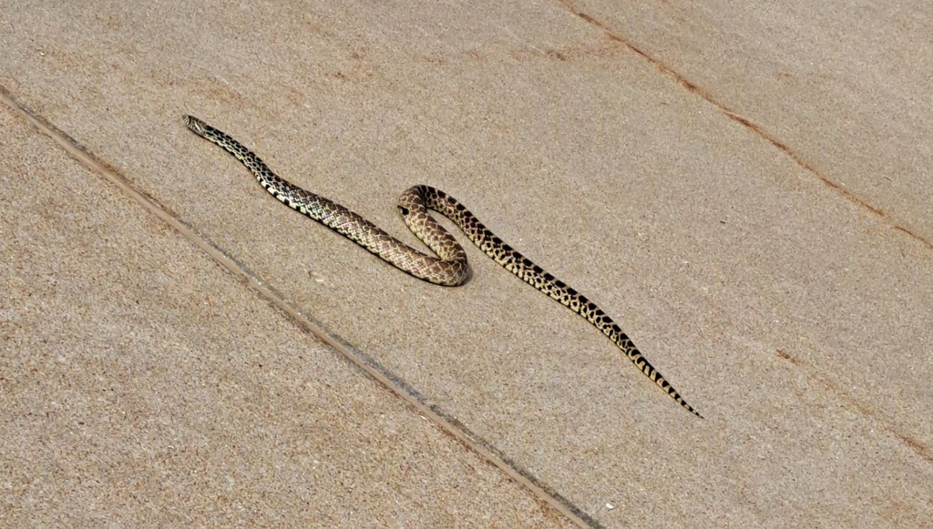 Gopher Snake from Blakely, NE, USA by Jesse Bolli. Photo by brenda ...