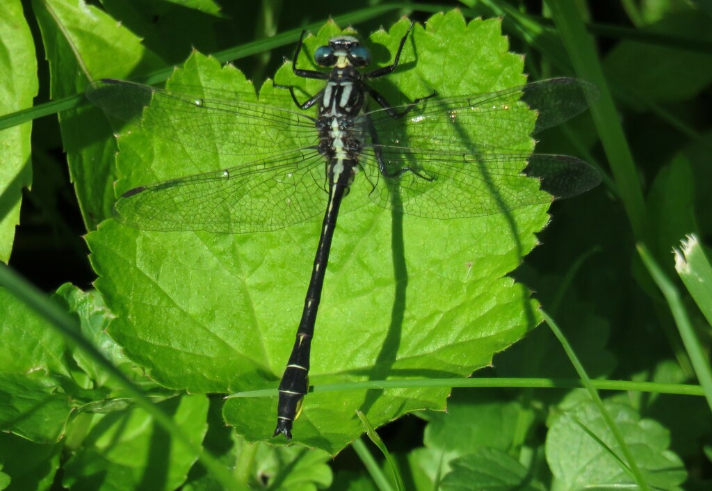 Rapids Clubtail from Dyer Mill Trail, Pleasant Township, OH 43119, USA ...