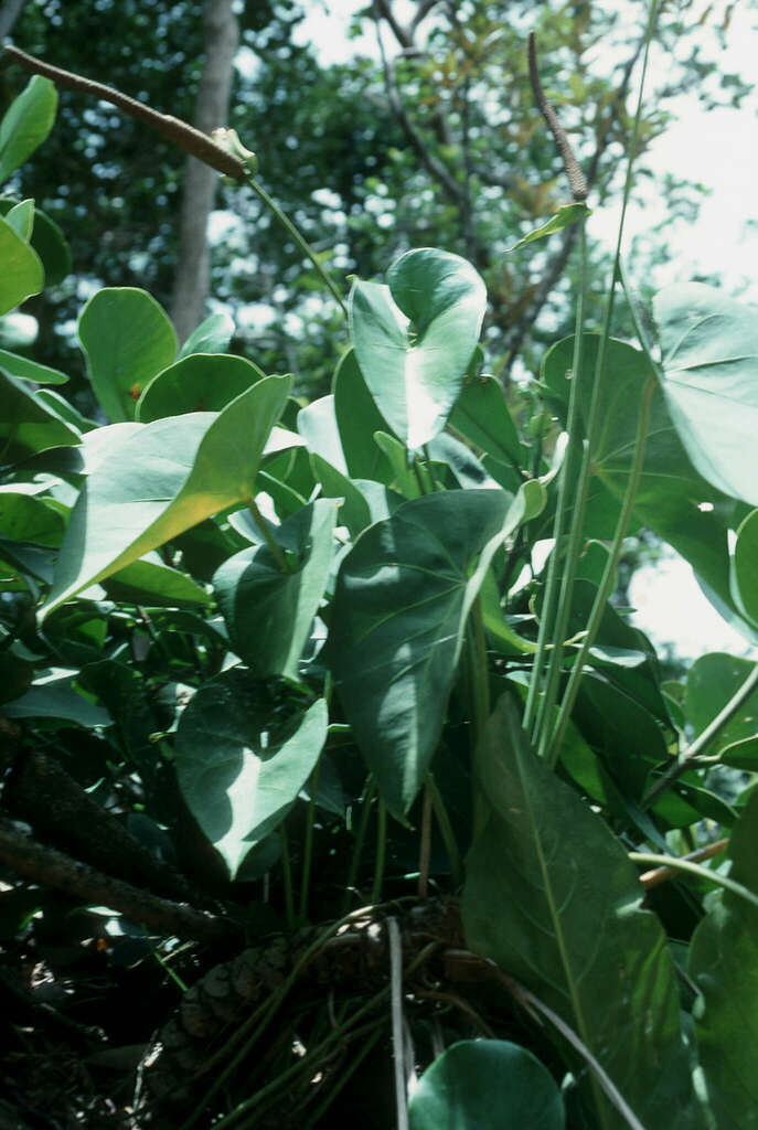 Organ Mountain Laceleaf (Native plants of Montserrat) · iNaturalist