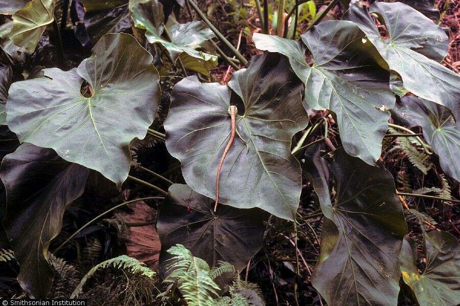 Organ Mountain Laceleaf (Native plants of Montserrat) · iNaturalist