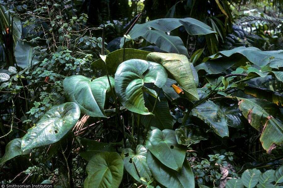Organ Mountain Laceleaf (Native plants of Montserrat) · iNaturalist