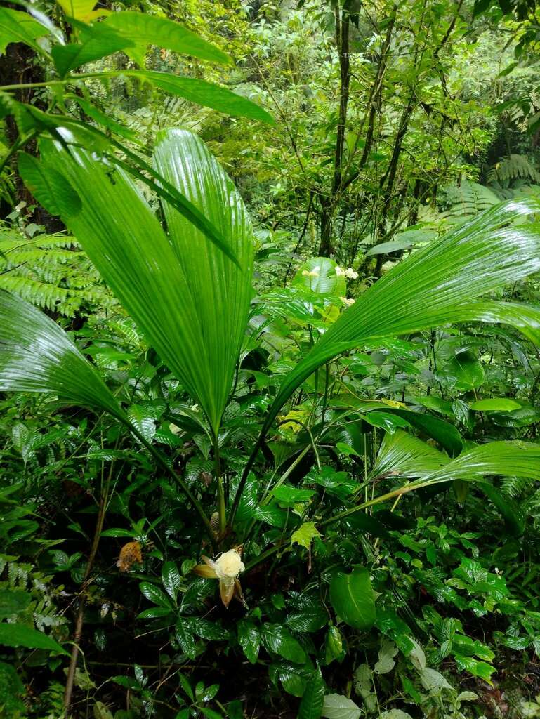 Asplundia rigida (Native plants of Montserrat) · iNaturalist