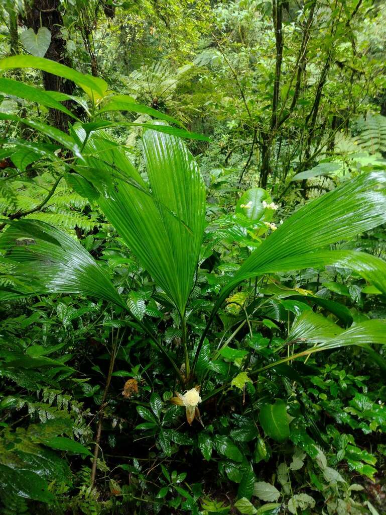 Asplundia rigida (Native plants of Montserrat) · iNaturalist