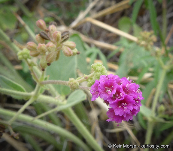 scarlet spiderling (Native plants of Montserrat) · iNaturalist