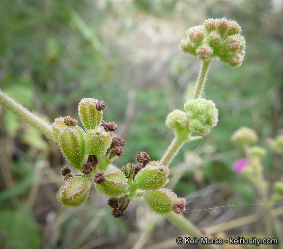 scarlet spiderling (Native plants of Montserrat) · iNaturalist