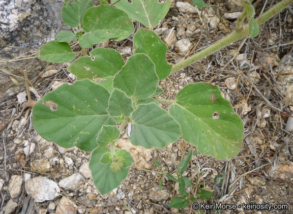 scarlet spiderling (Native plants of Montserrat) · iNaturalist