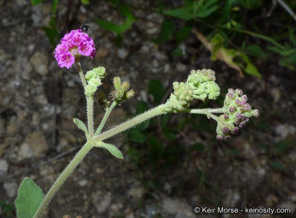 scarlet spiderling (Native plants of Montserrat) · iNaturalist