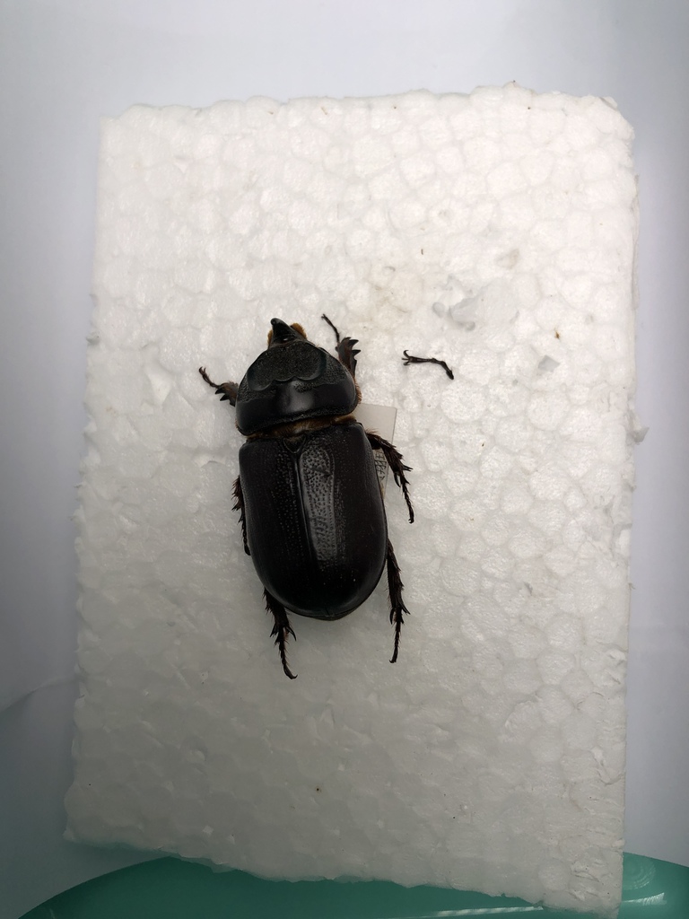 Coconut Rhinoceros Beetle from 高雄醫學大學, 三民區, , TW on May 14, 2019 at 10: ...