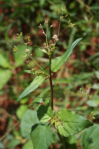 Erect spiderling (Native plants of Montserrat) · iNaturalist