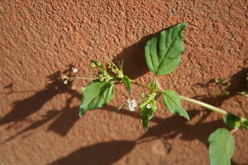 Erect spiderling (Native plants of Montserrat) · iNaturalist