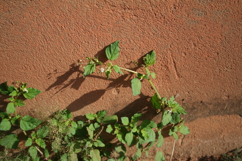 Erect spiderling (Native plants of Montserrat) · iNaturalist
