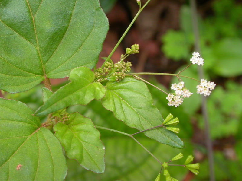 Erect spiderling (Native plants of Montserrat) · iNaturalist