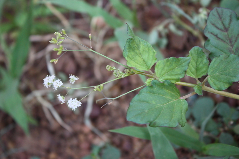 Erect spiderling (Native plants of Montserrat) · iNaturalist