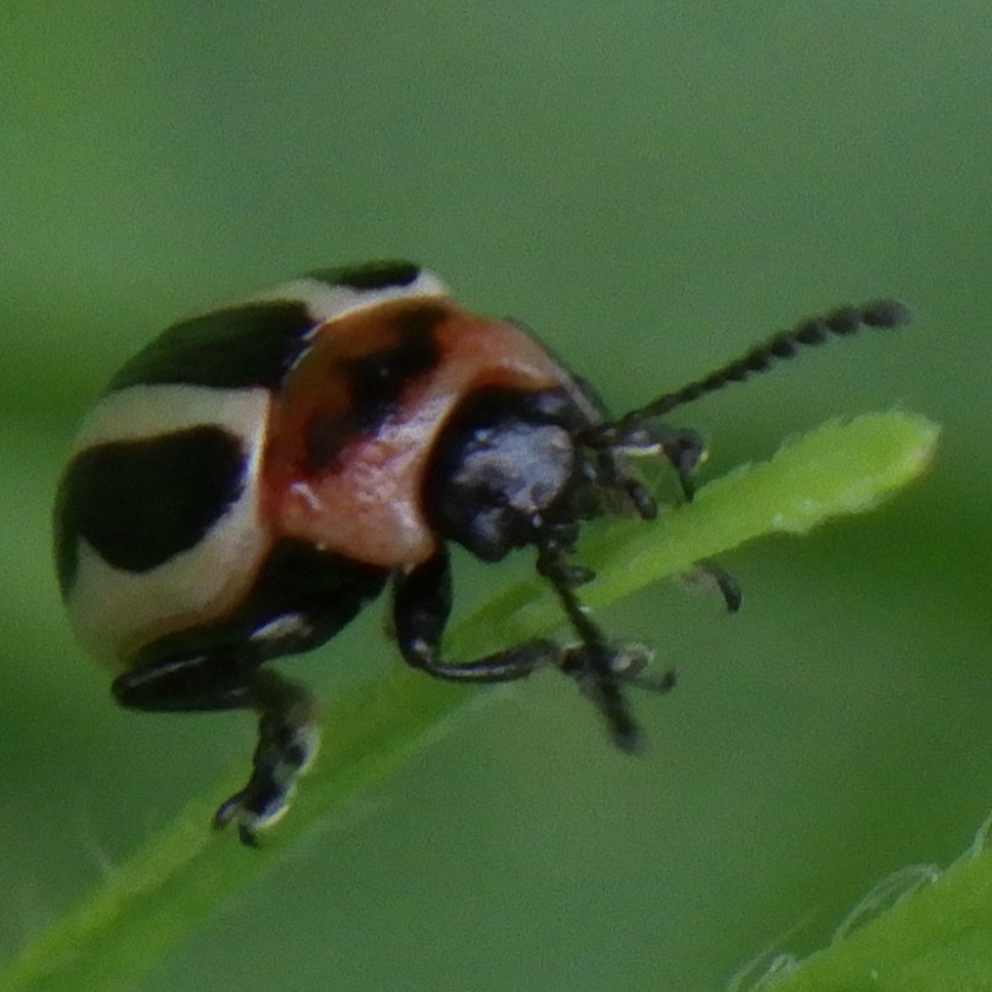 Coreopsis Beetle from University District, Spokane, WA, USA on May 28 ...