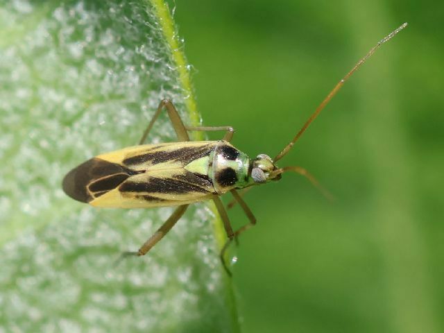Two-spotted Grass Bug from Oakland Lake Wildflower Meadow, Bayside ...