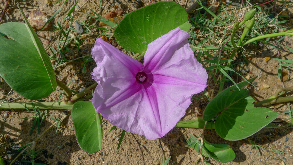 Beach Morning Glory (Native plants of Montserrat) · iNaturalist