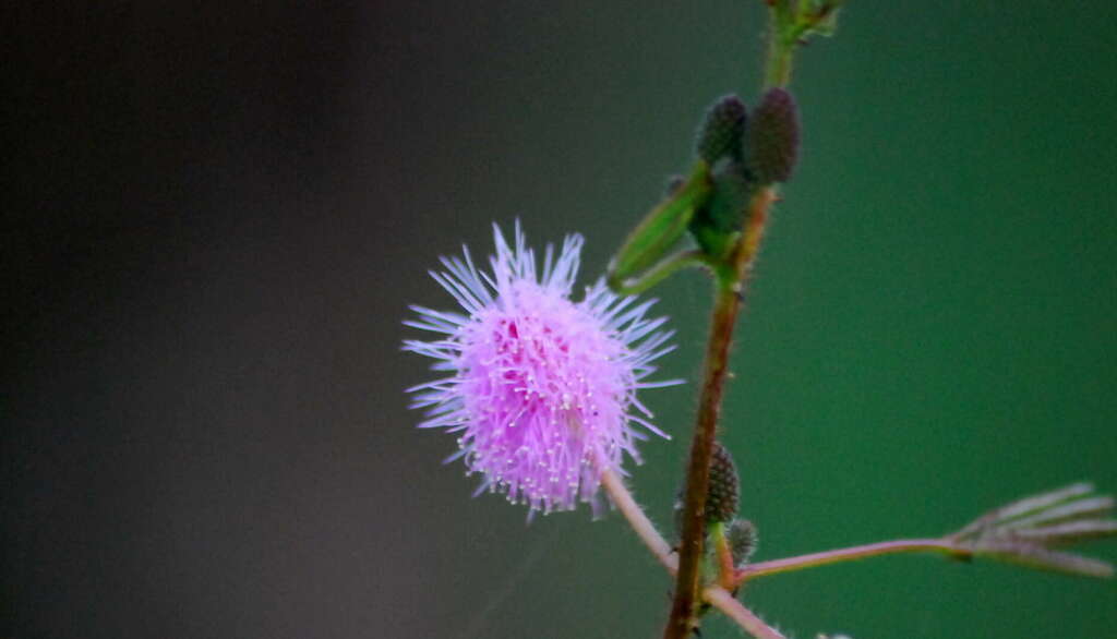 Sensitive Plant (Native plants of Montserrat) · iNaturalist