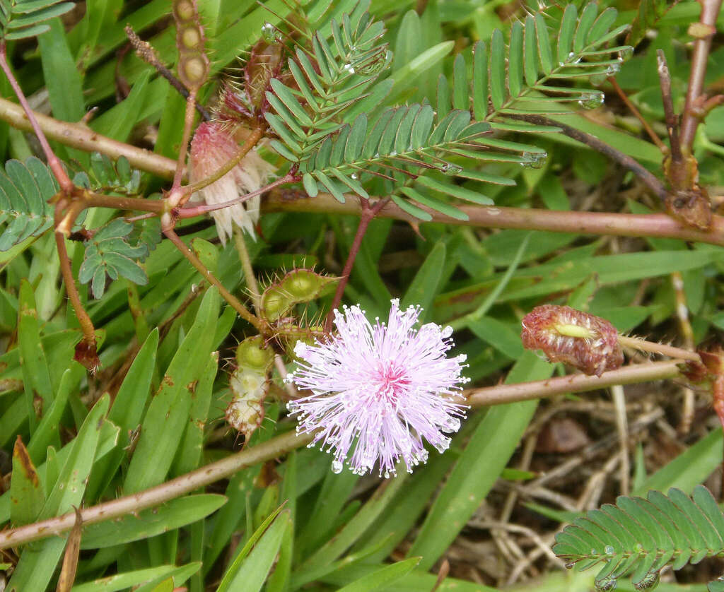 Sensitive Plant (Native plants of Montserrat) · iNaturalist