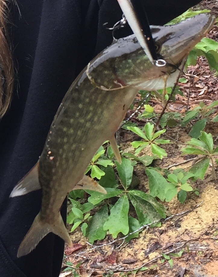 Chain Pickerel in May 2019 by richardsons · iNaturalist
