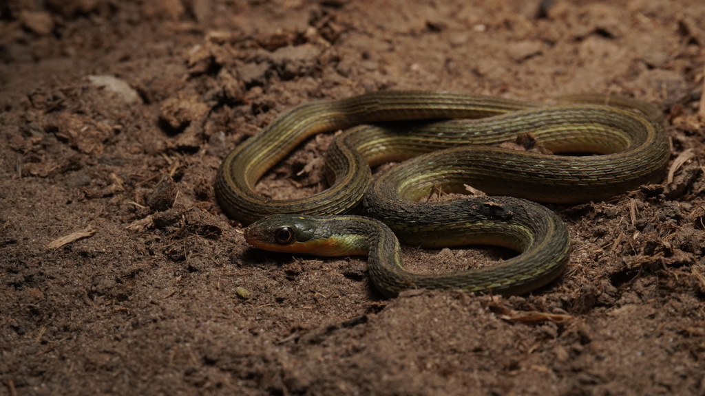 Central American Ribbon Snake in May 2024 by Daniel Durán Arceo ...