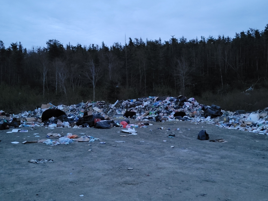 American Black Bear from Conne River, NL A0H 1J0, Canada on May 23 ...