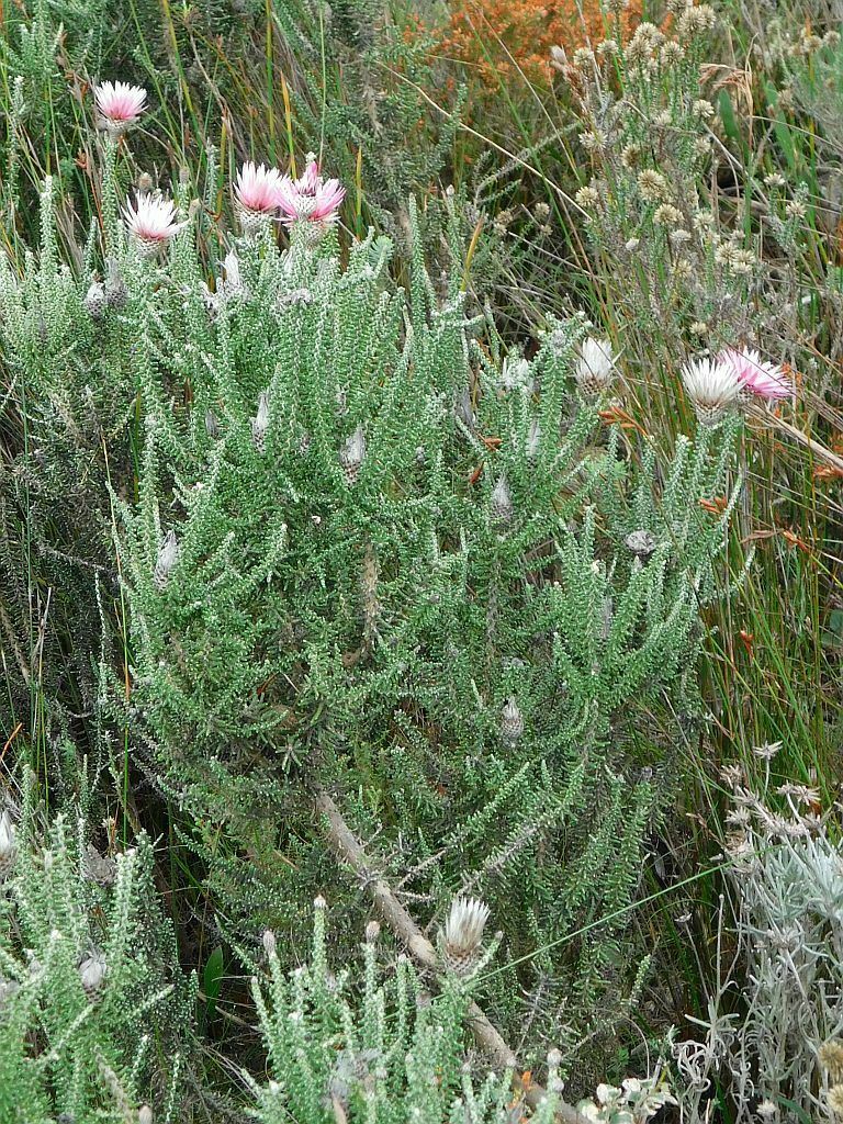 Cape everlasting from Maermanskloof Greyton, 7233, South Africa on May ...