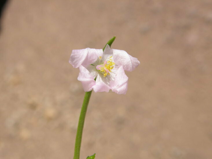 Philippine spinach (Native plants of Montserrat) · iNaturalist