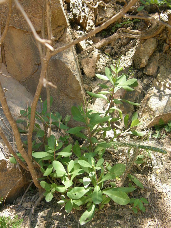 Philippine spinach (Native plants of Montserrat) · iNaturalist