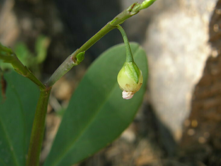 Philippine spinach (Native plants of Montserrat) · iNaturalist