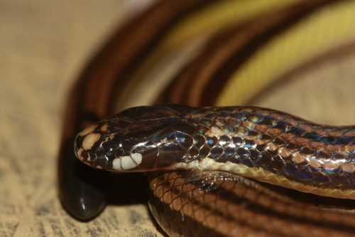 Guyana Burrowing Snake (Apostolepis nigrolineata) - Snakes and Lizards