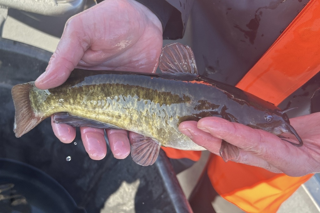 Brown Bullhead from Bay de Wassi, Sault Sainte Marie, MI, US on May 30 ...