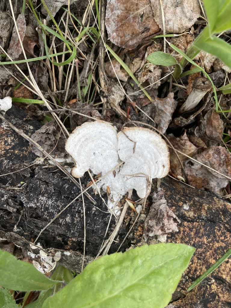 Trichaptum subchartaceum from Foothills County, AB, Canada on May 25 ...
