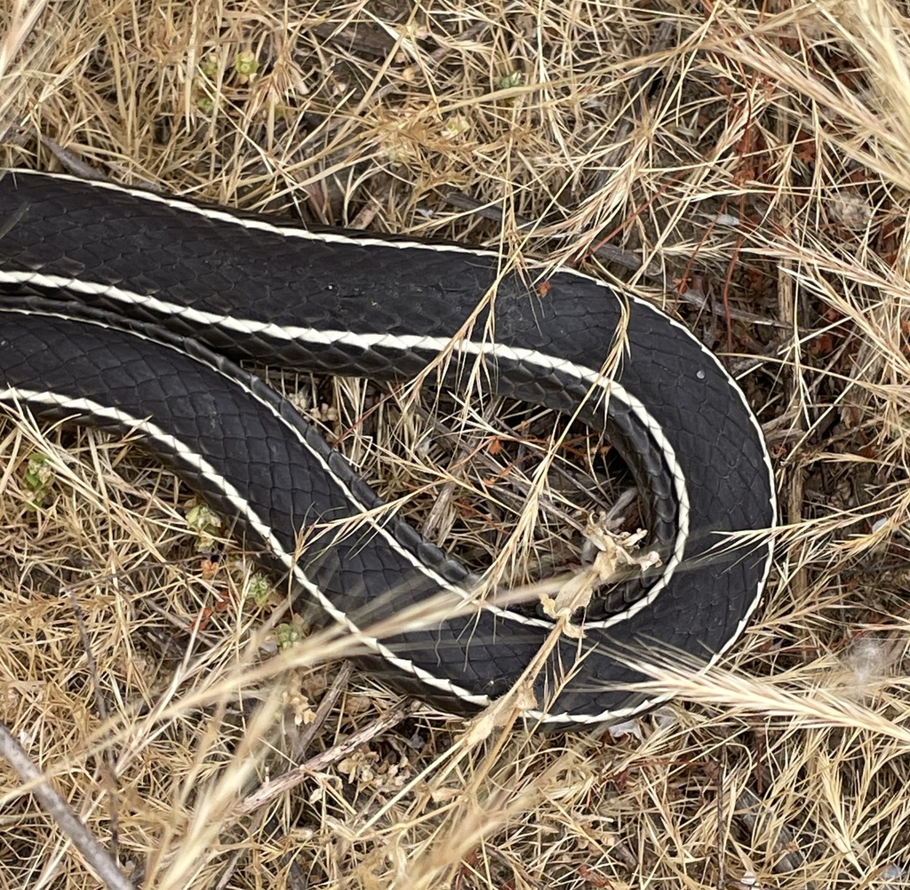 California Striped Racer from El Cajon, CA, US on May 30, 2024 at 09:12 ...