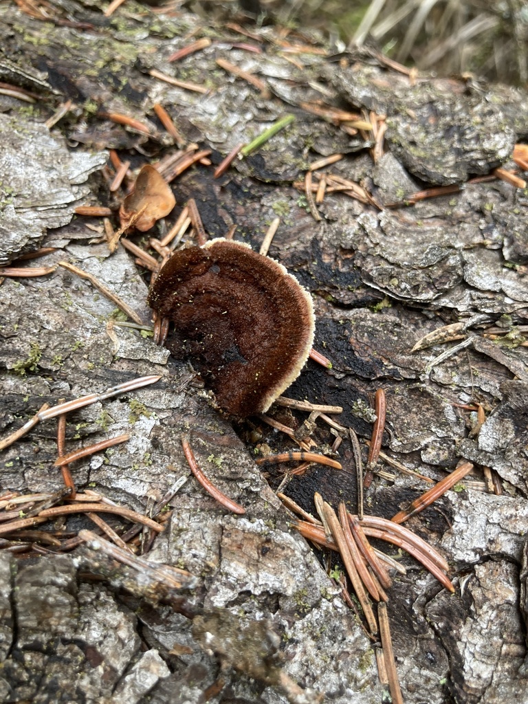 Conifer Mazegill from Foothills County, AB, Canada on May 25, 2024 at ...