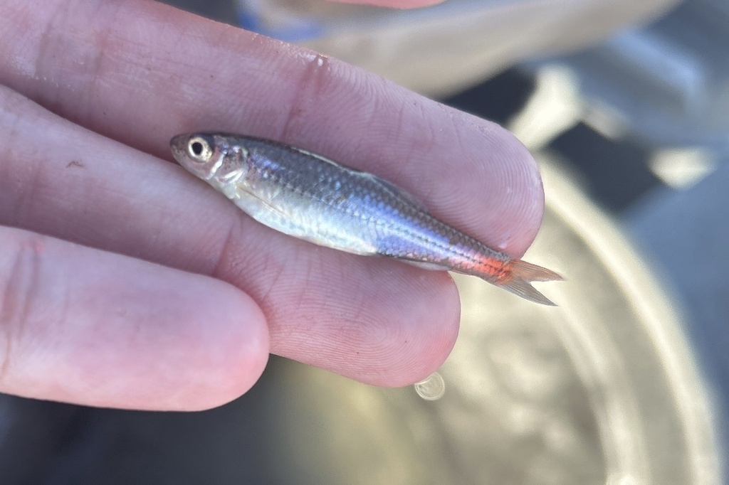 Mimic Shiner from Bay de Wassi, Sault Sainte Marie, MI, US on May 30 ...