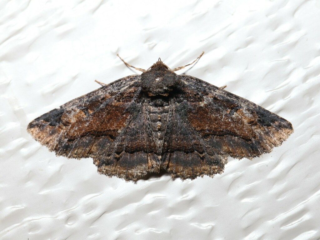 Colorful Zale Moth from Fitzgerald Rd, Burdett, NY 14818, USA on May 26 ...