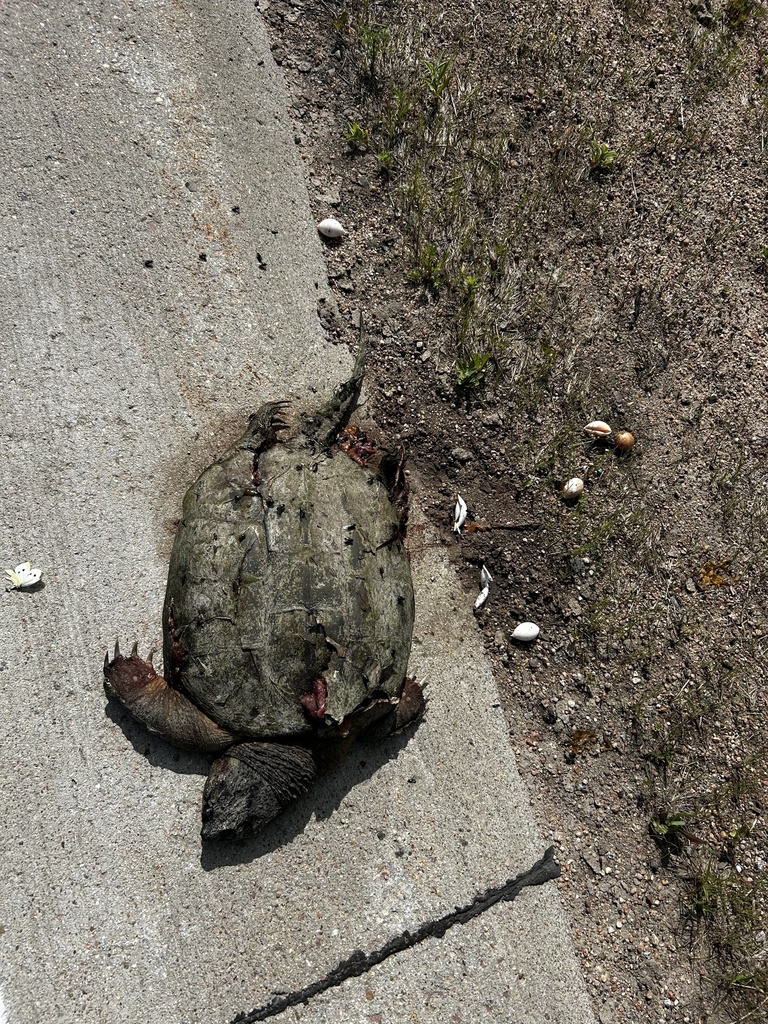 Common Snapping Turtle from N-70, Ord, NE, US on May 30, 2024 at 04:50 ...