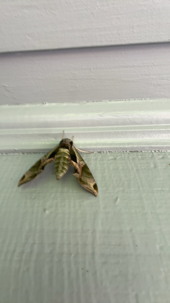 Pandorus Sphinx from Lancaster on May 30, 2024 at 05:35 PM by kaygr ...