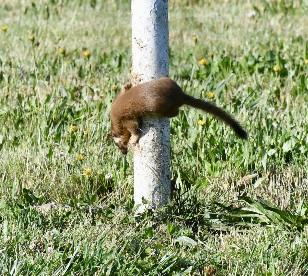 Long-tailed Weasel from Ragle Ranch Regional Park, Sebastopol, CA, US ...
