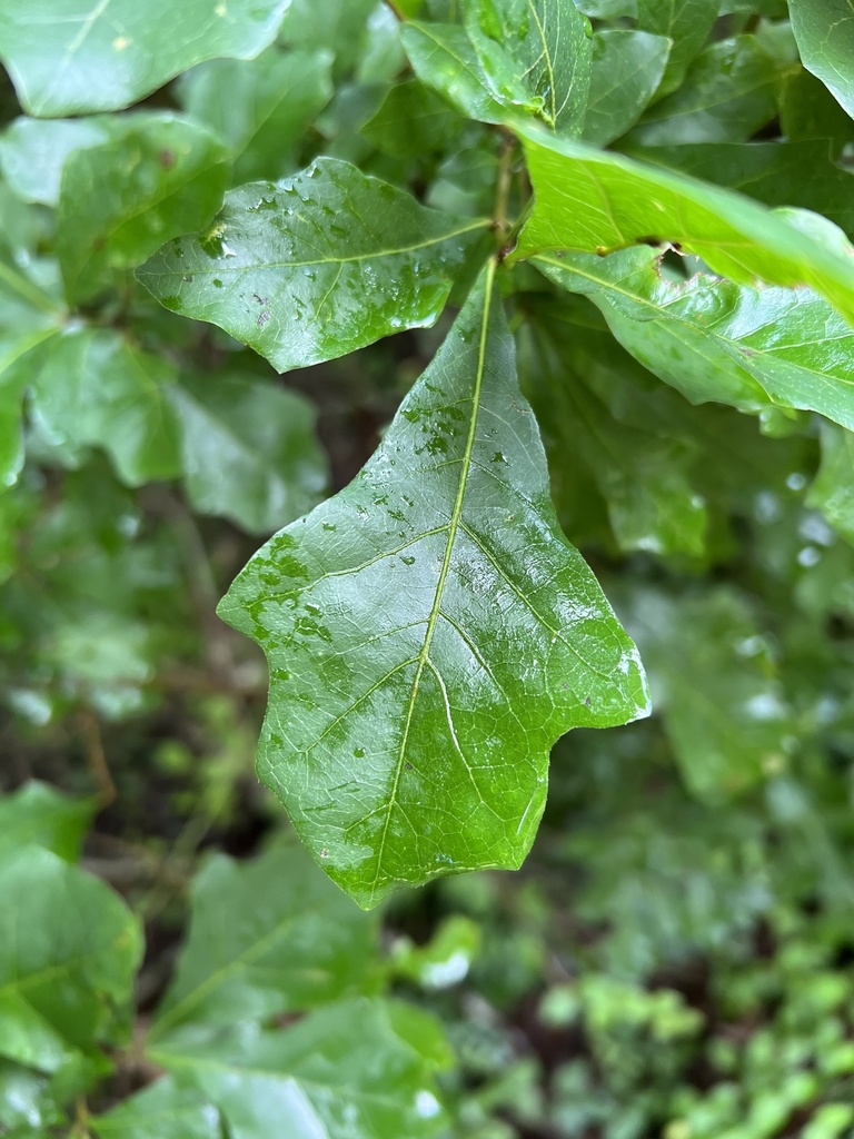 Bastard oak from Cahaba Rd, Orrville, AL, US on May 19, 2024 at 08:34 ...