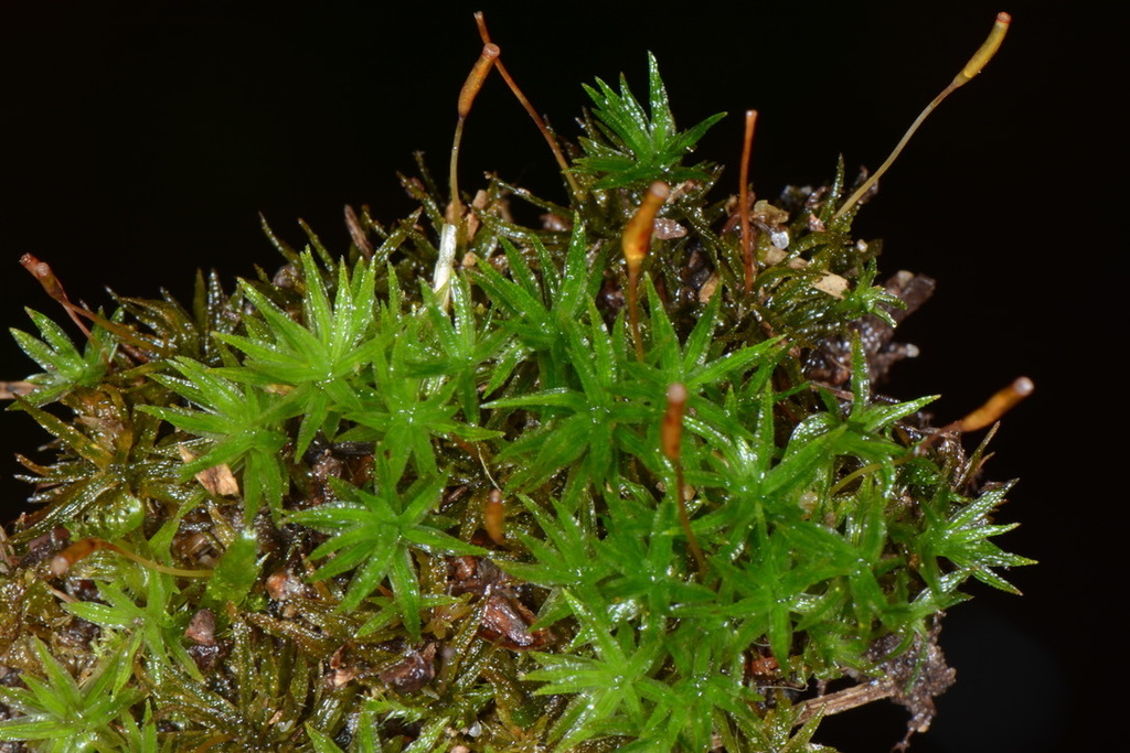 Smoothcap Mosses from Lawrence Township, NJ, USA on May 12, 2019 at 11: ...