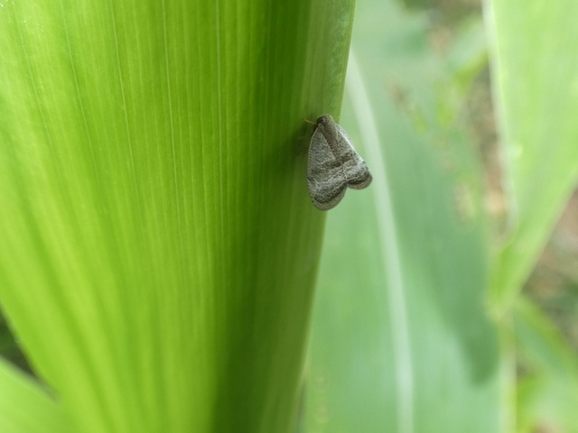 Ricania taeniata from Vientiane, Laos on May 29, 2024 at 07:07 AM by ...