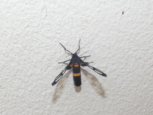 Amata sperbius from Vientiane, Laos on May 30, 2024 at 02:26 PM by ...