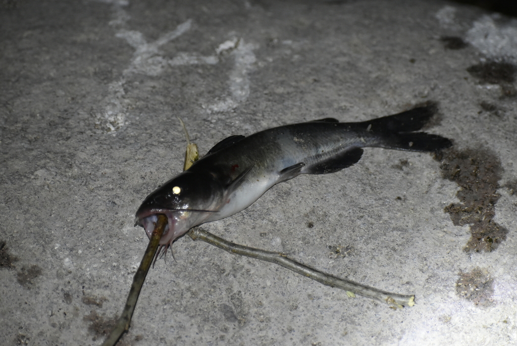 Ictalurus from Pueblo Nuevo, Dgo., México on May 28, 2024 at 10:17 PM ...