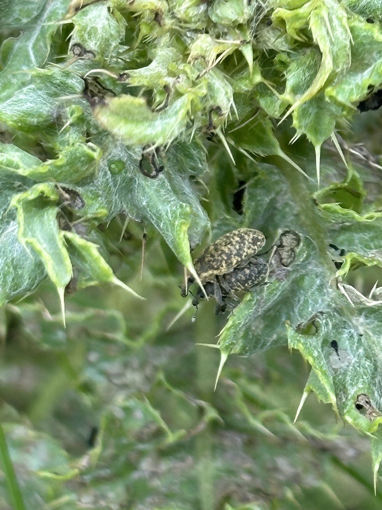 Canada Thistle Bud Weevil from Whirlpool Golf Course, Niagara Falls, ON ...