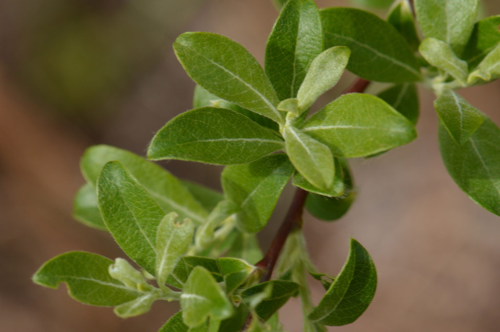 Scouler's willow (Plants of El Paso County and Pikes Peak, Colorado ...