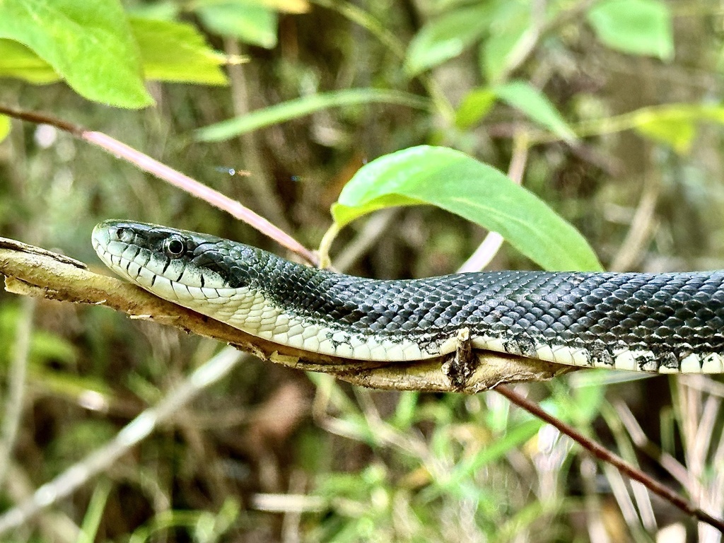 Eastern/Gray Ratsnake Complex from East Charlotte, Charlotte, NC, US on ...
