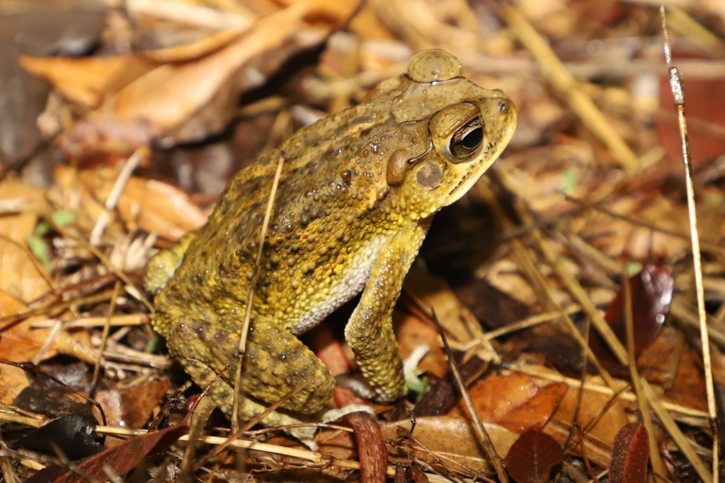 Yellow Toad from Unnamed Road, Provincia de Guanacaste, Costa Rica on ...