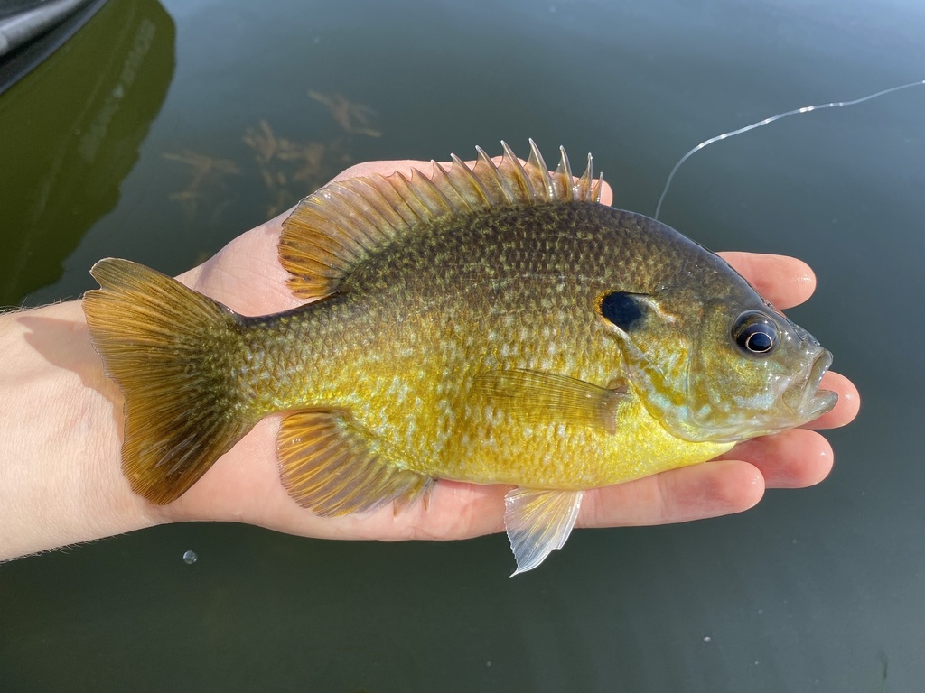 Greengill Sunfish (Lepomis macrochirus × cyanellus) - Marine Life ...