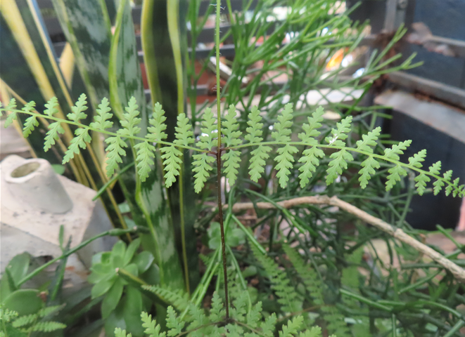 Hiya distans from Kerikeri, New Zealand on May 18, 2024 at 12:10 PM by ...